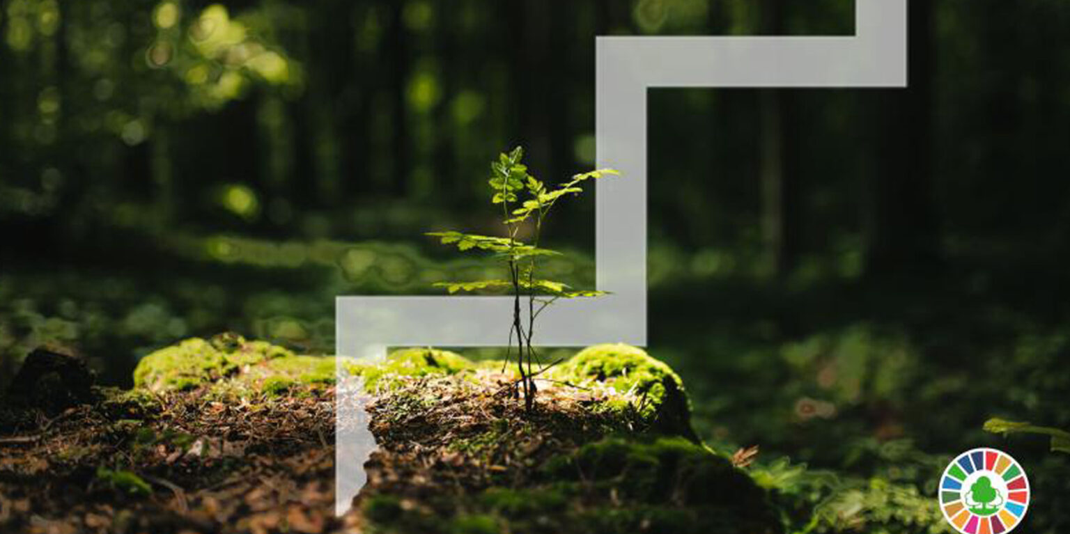 UN report says forest progress is mixed as deforestation and financing ...